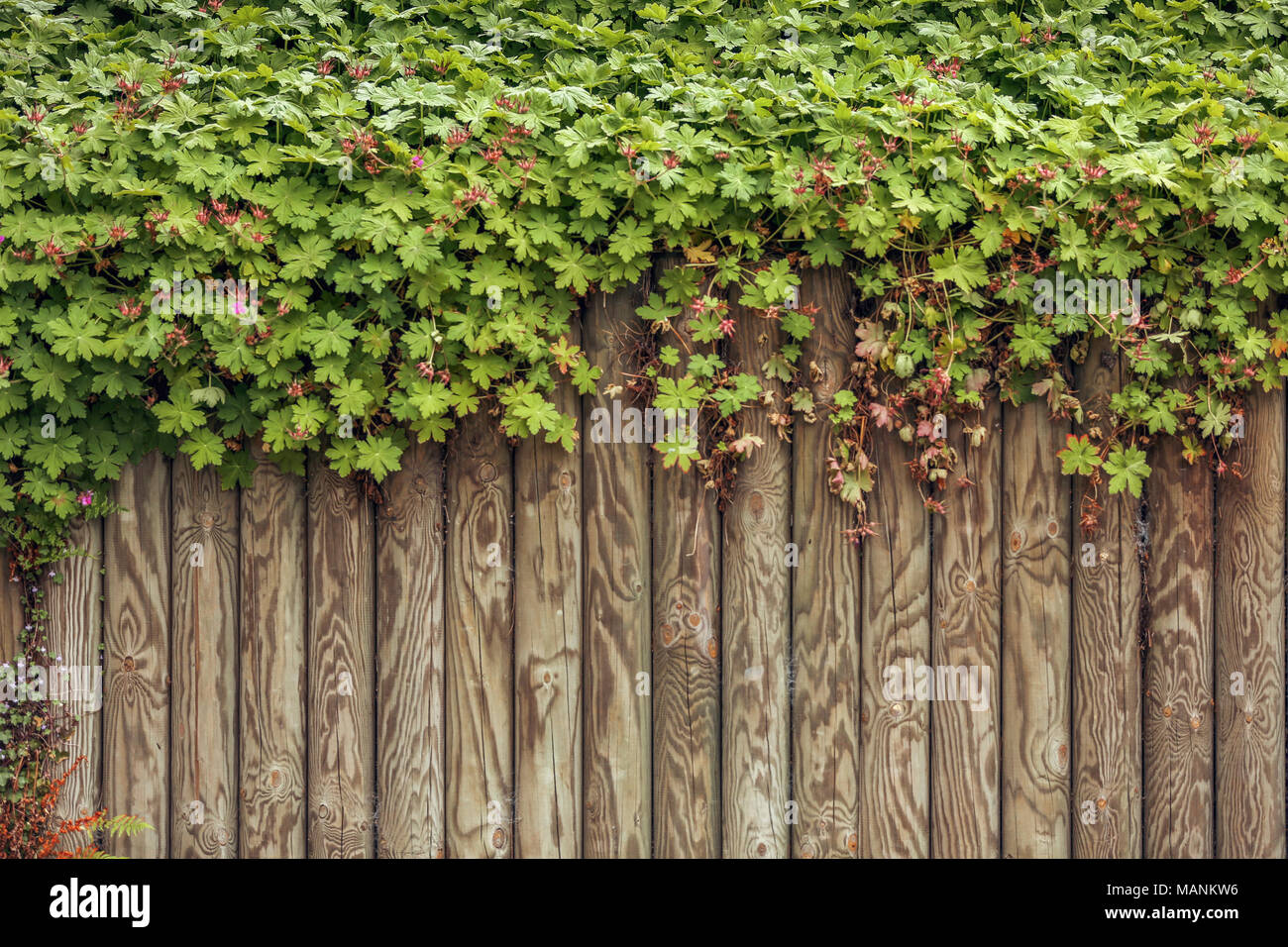 Fresh green leaf on wood frame background Stock Photo - Alamy