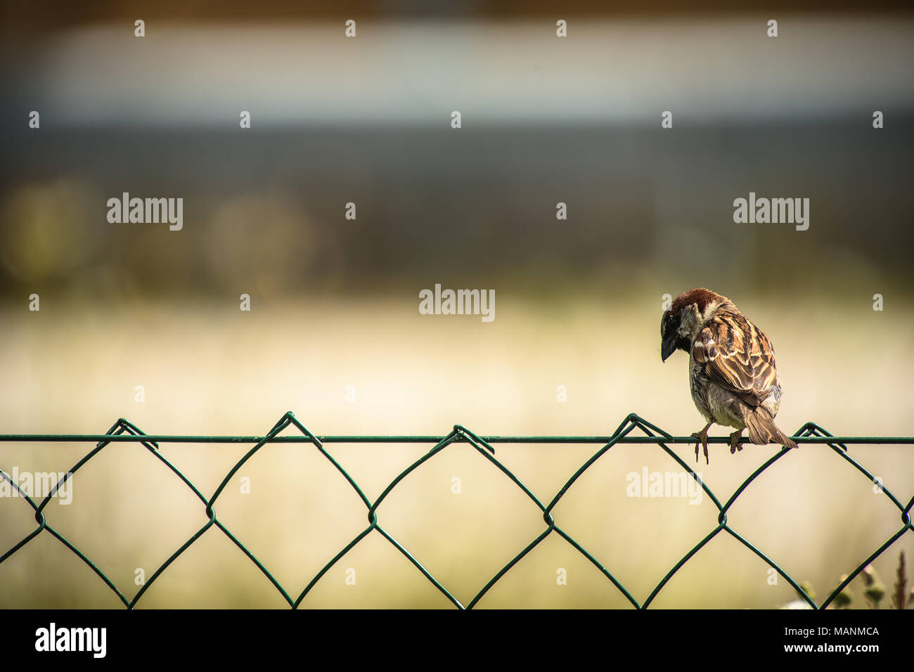 Sparrow on the wire-net fence Stock Photo - Alamy