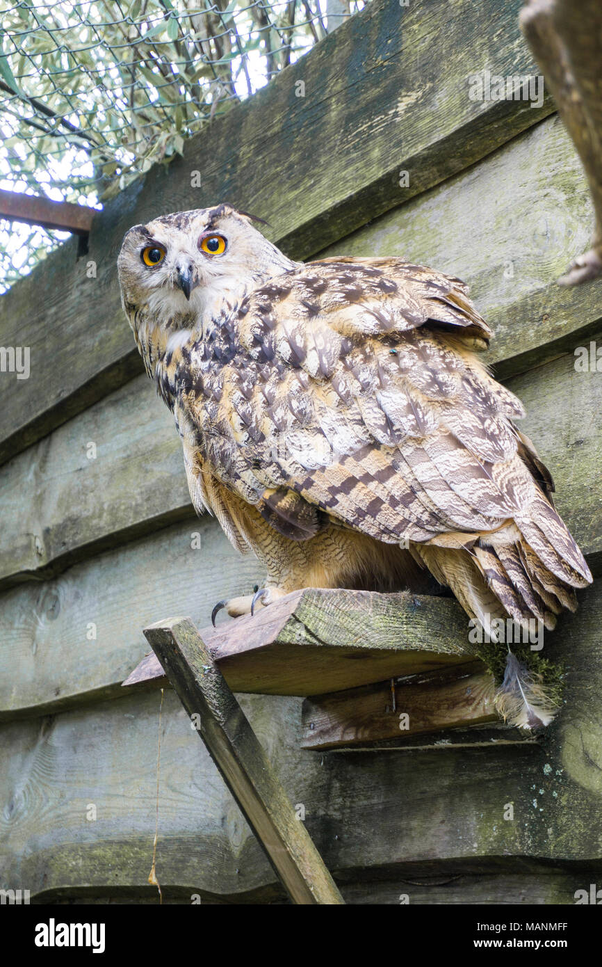 A big owl with ginger eyes sitting on a ledge in its wooden house in a ...