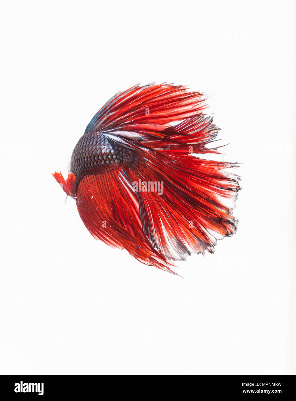 Shovel fighting hi-res stock photography and images - Alamy