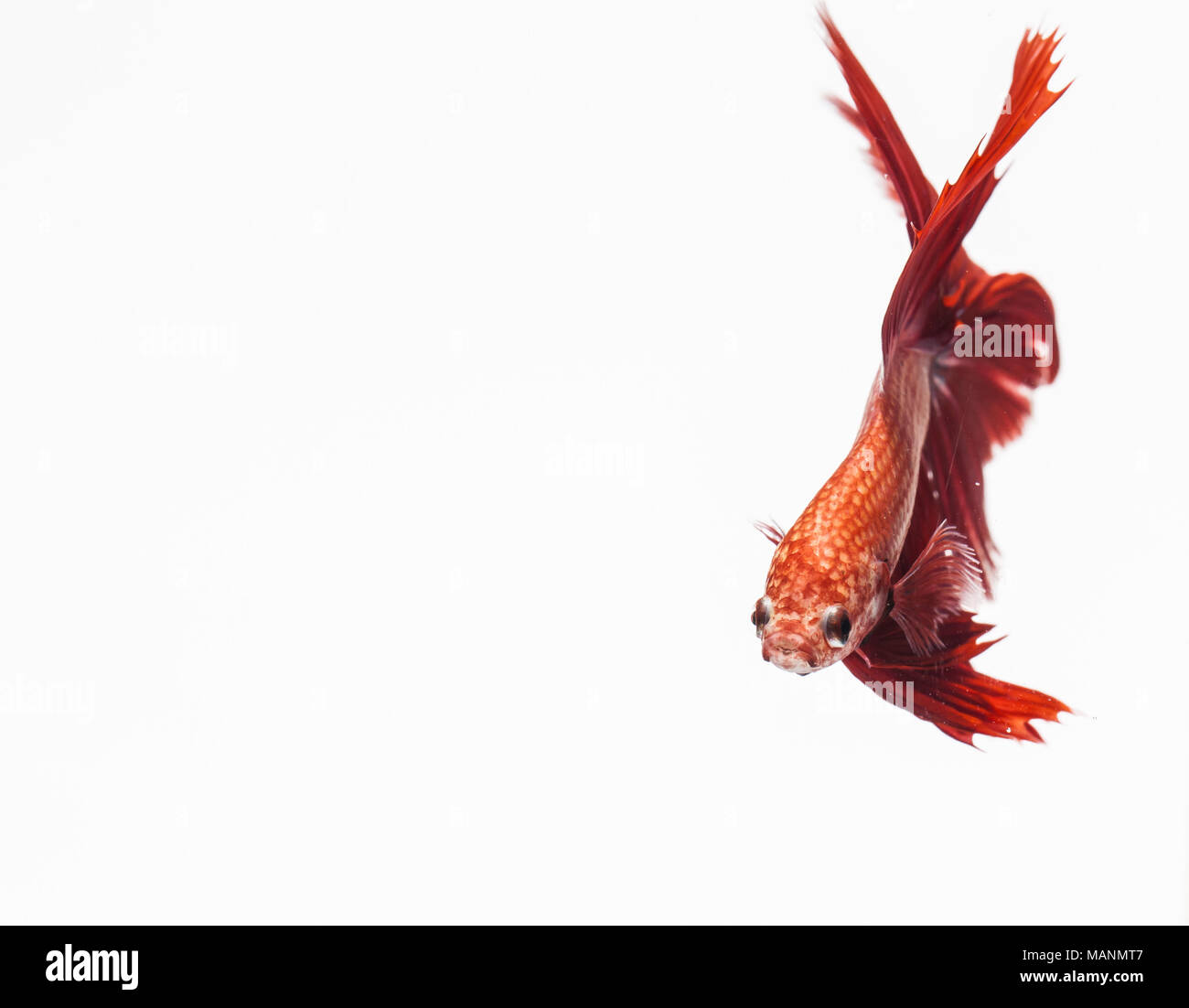 Red fish on white background Stock Photo - Alamy
