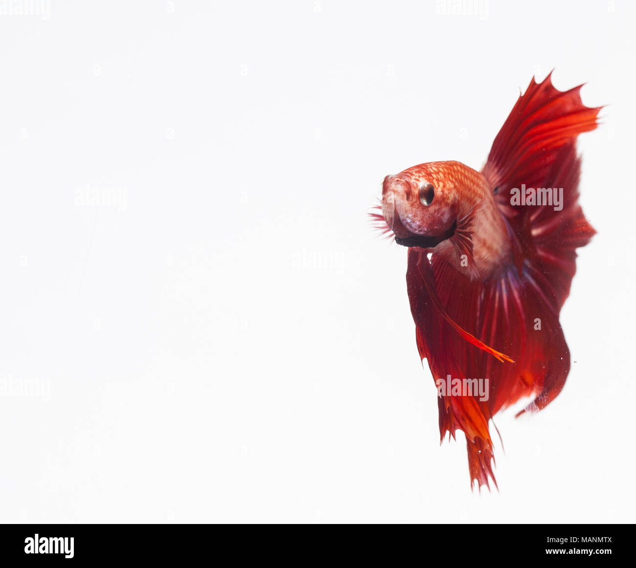 Red fish on white background Stock Photo - Alamy