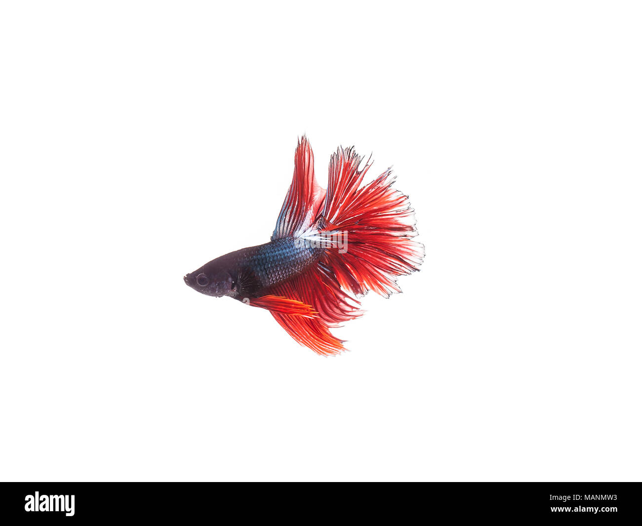 Beautiful fighting fish on white background Stock Photo - Alamy