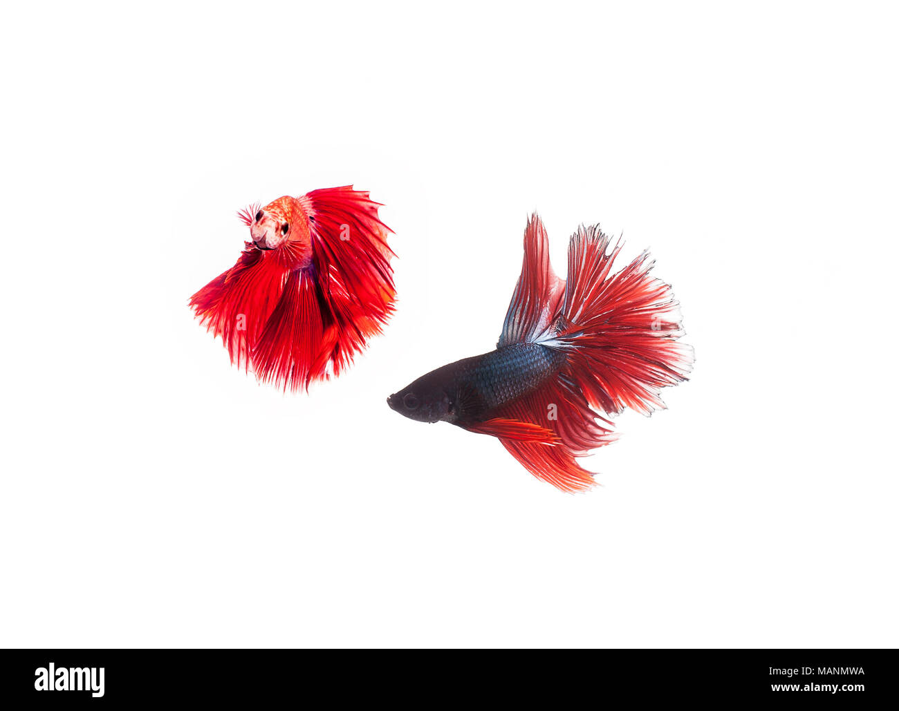 Colorful fighting fishs on white Stock Photo - Alamy