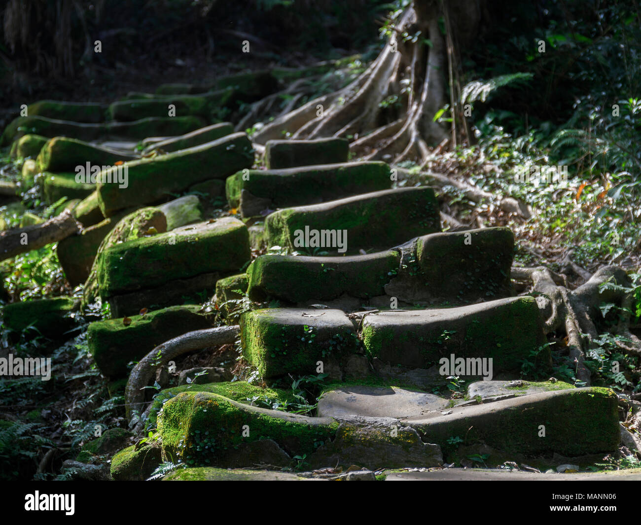 Old, worn down, uneven stone steps with moss on the sides winding ...