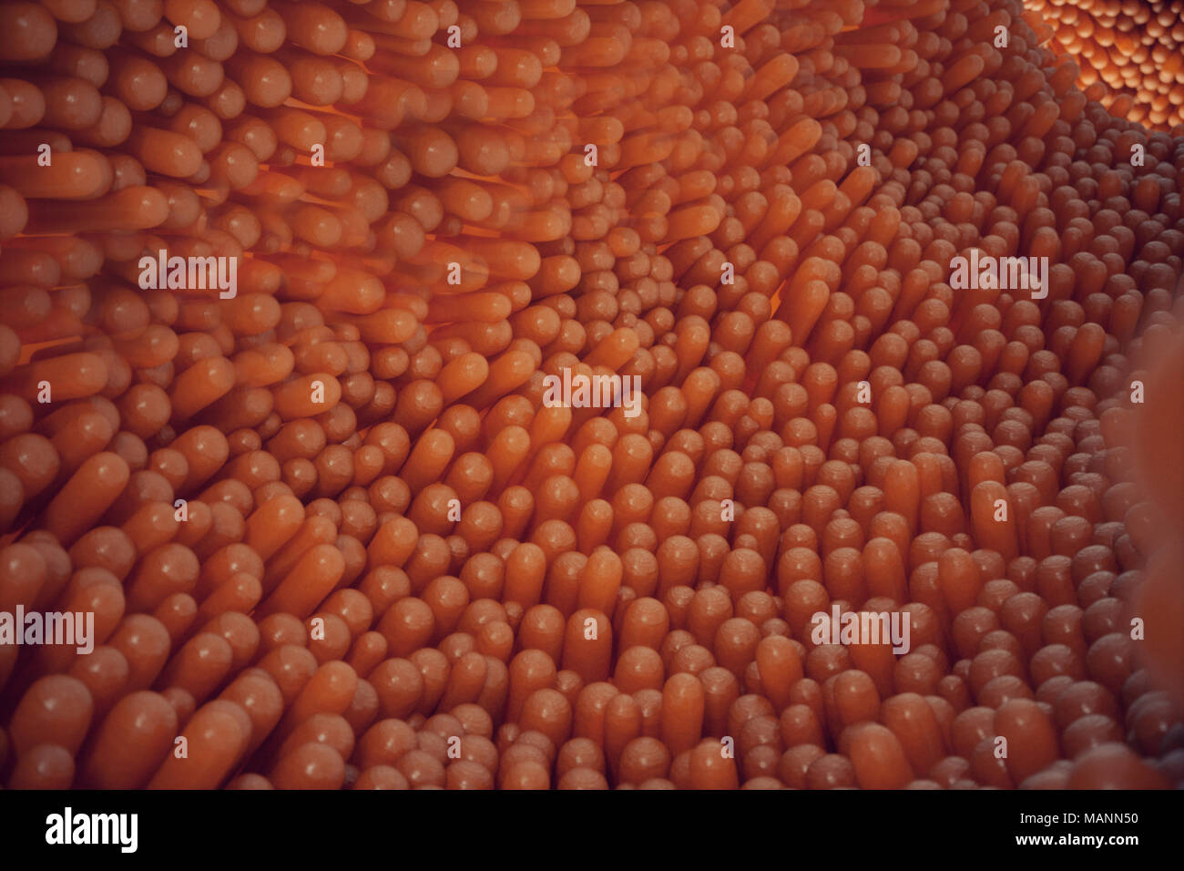 Cell histology normal hi-res stock photography and images - Alamy