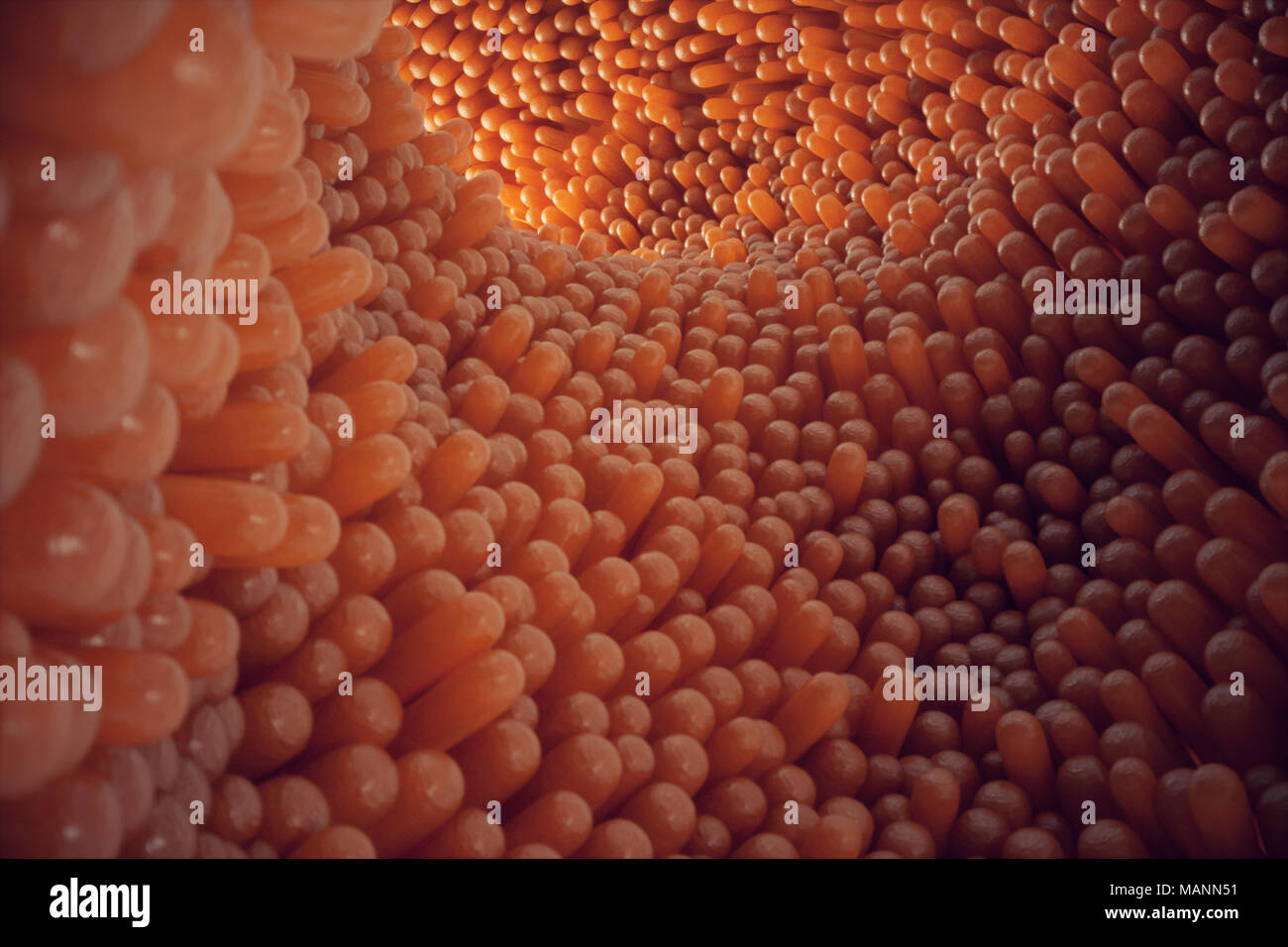 3D illustration close-up Intestinal villi. Intestine lining ...