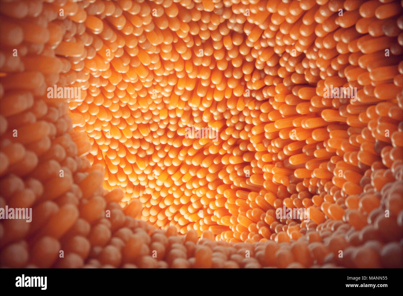 3D illustration close-up Intestinal villi. Intestine lining ...