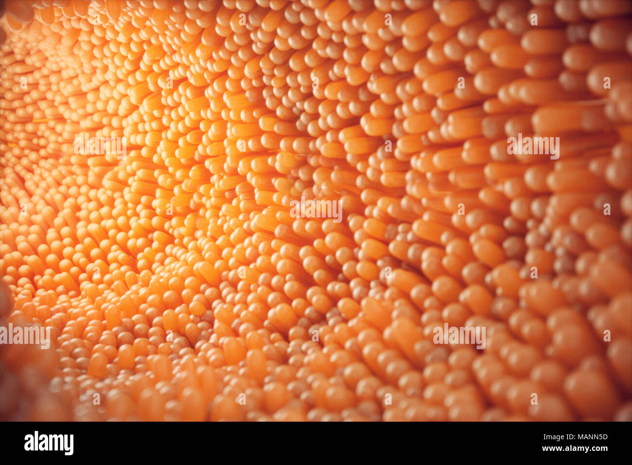 3D illustration close-up Intestinal villi. Intestine lining ...