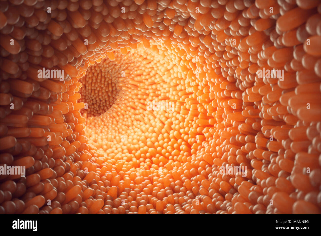 3D illustration close-up Intestinal villi. Intestine lining ...