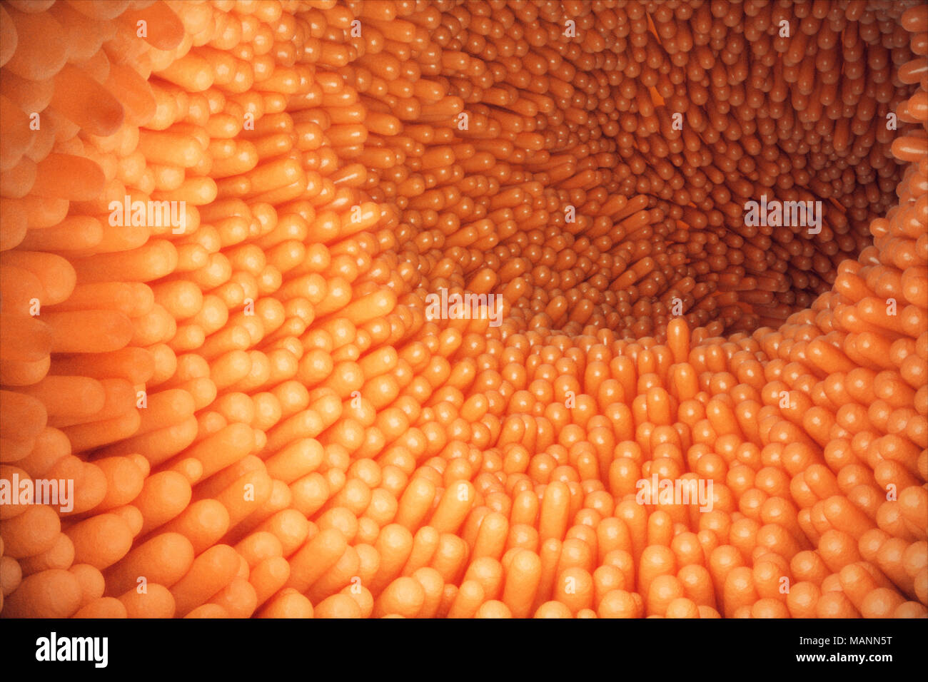 Large intestine histology hi-res stock photography and images - Alamy