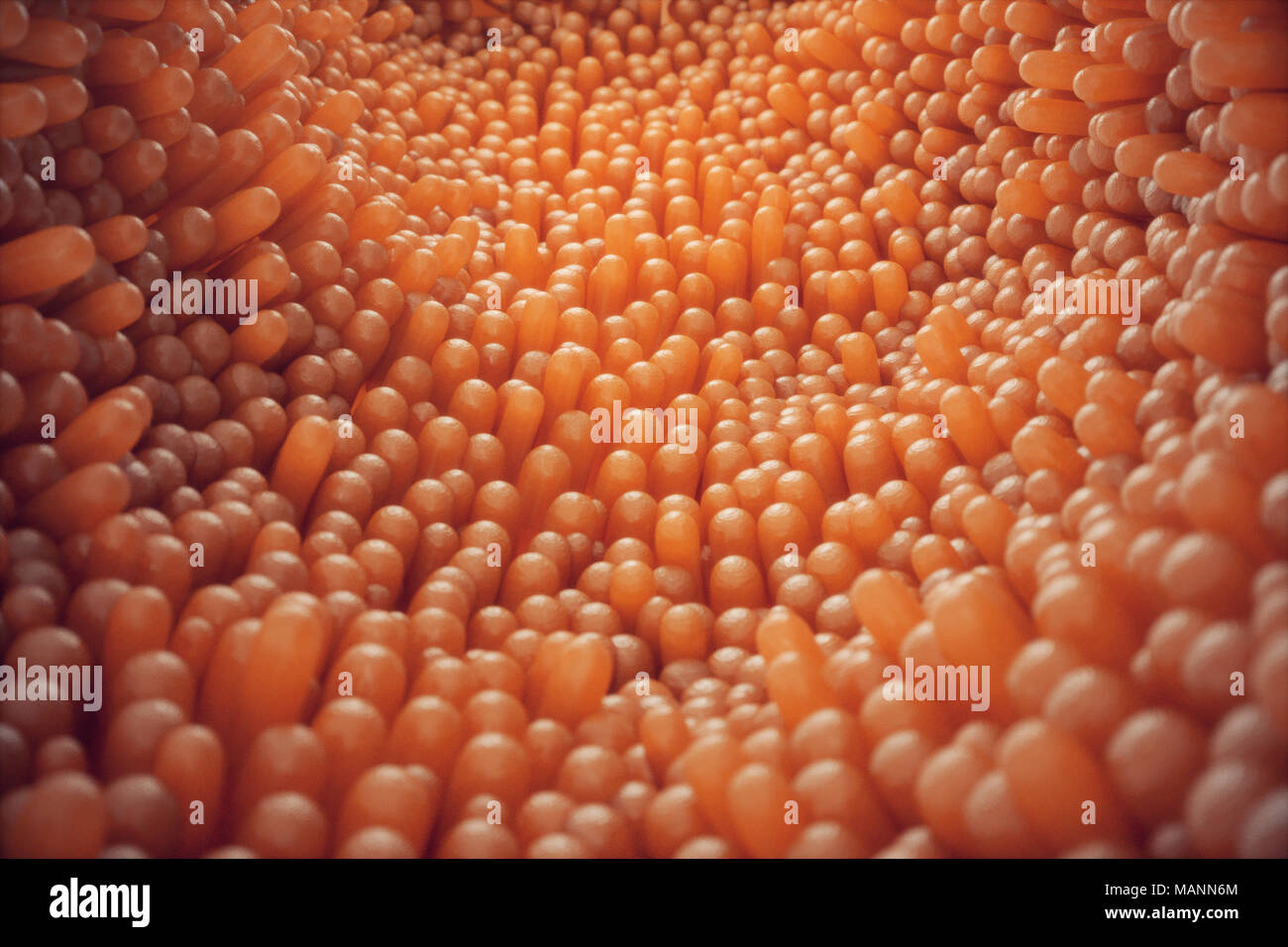 3D illustration close-up Intestinal villi. Intestine lining ...