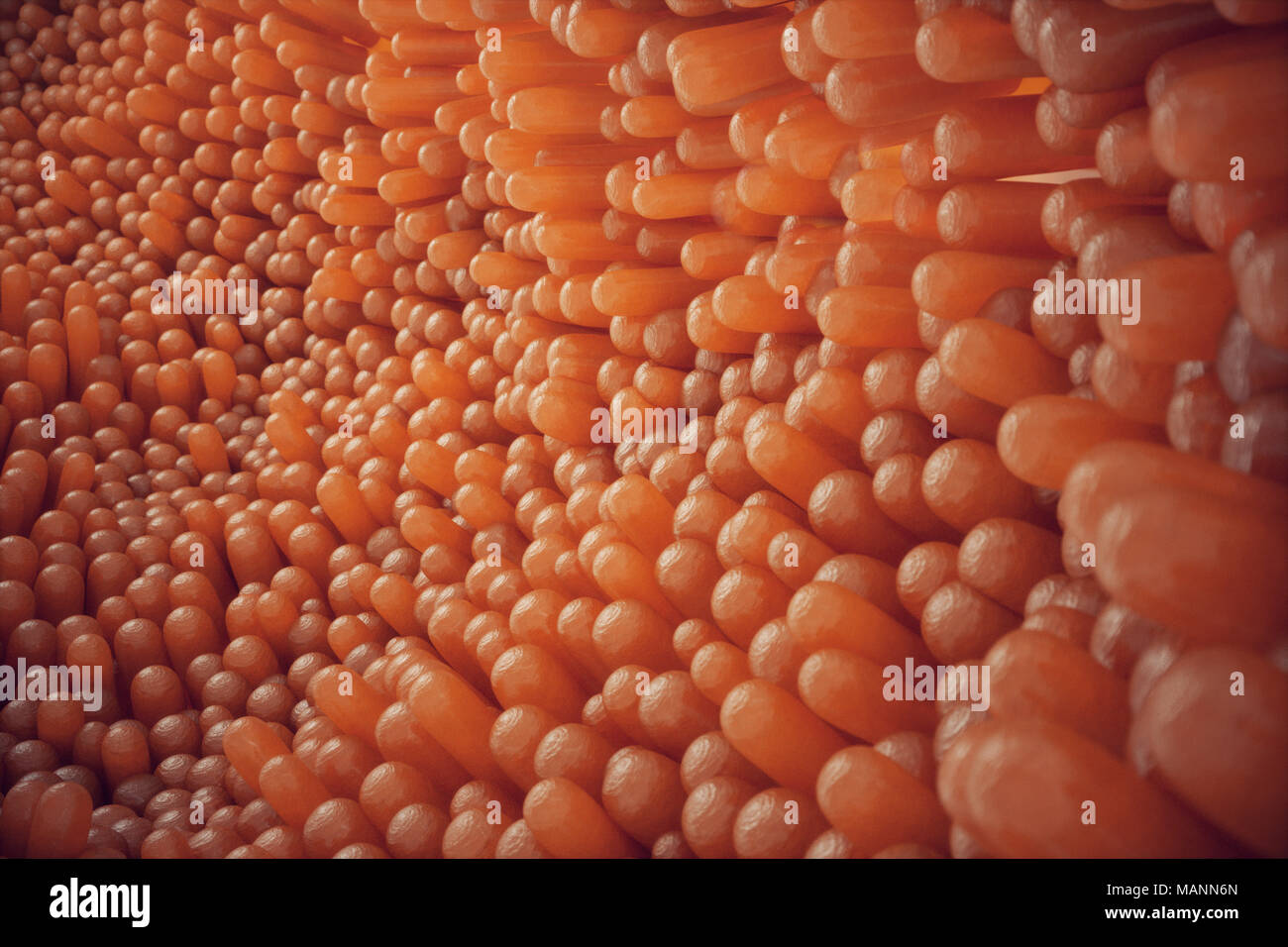 Human intestine anatomy 3d hi-res stock photography and images - Alamy