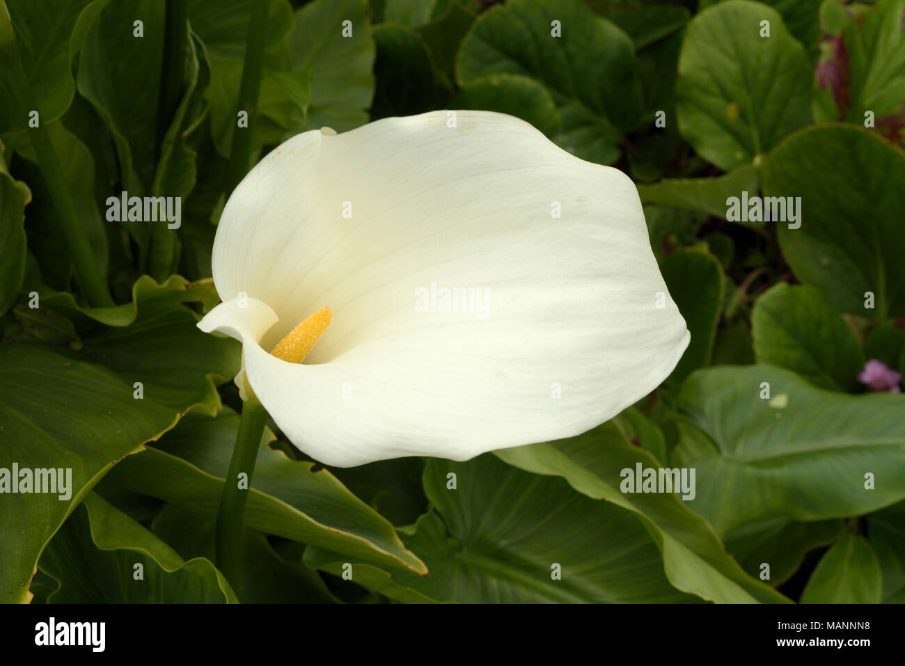 Altar lily hi-res stock photography and images - Alamy
