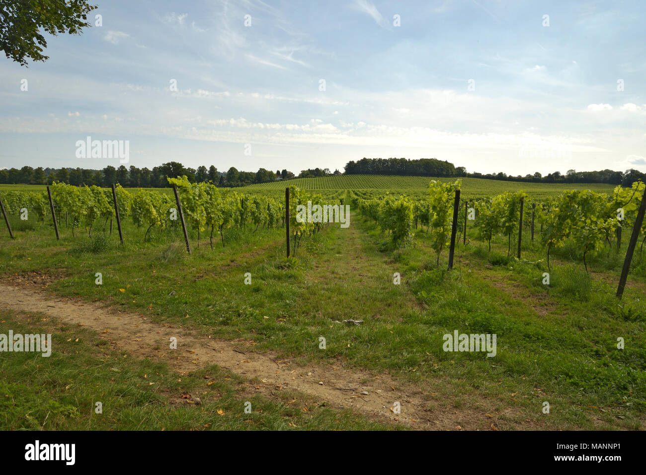 English vinyard hi-res stock photography and images - Alamy