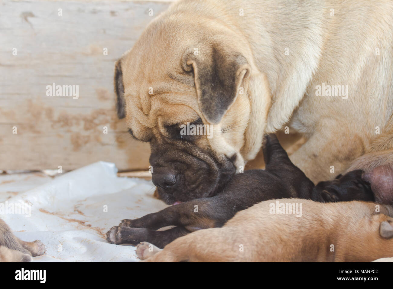 Mother and baby animal dog hi-res stock photography and images - Alamy