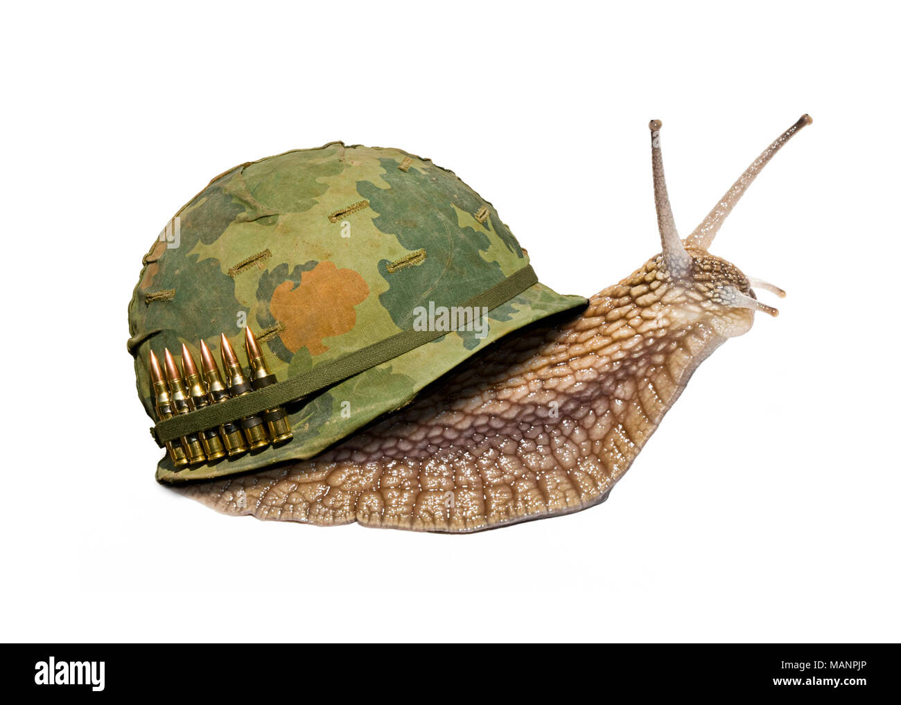 Soldier beetle Cut Out Stock Images & Pictures - Alamy