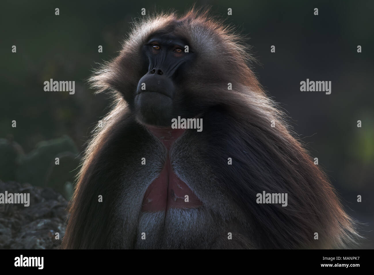 Gelada Baboon (Theropithecus Gelada), Debre Libanos, Ethiopia Stock ...