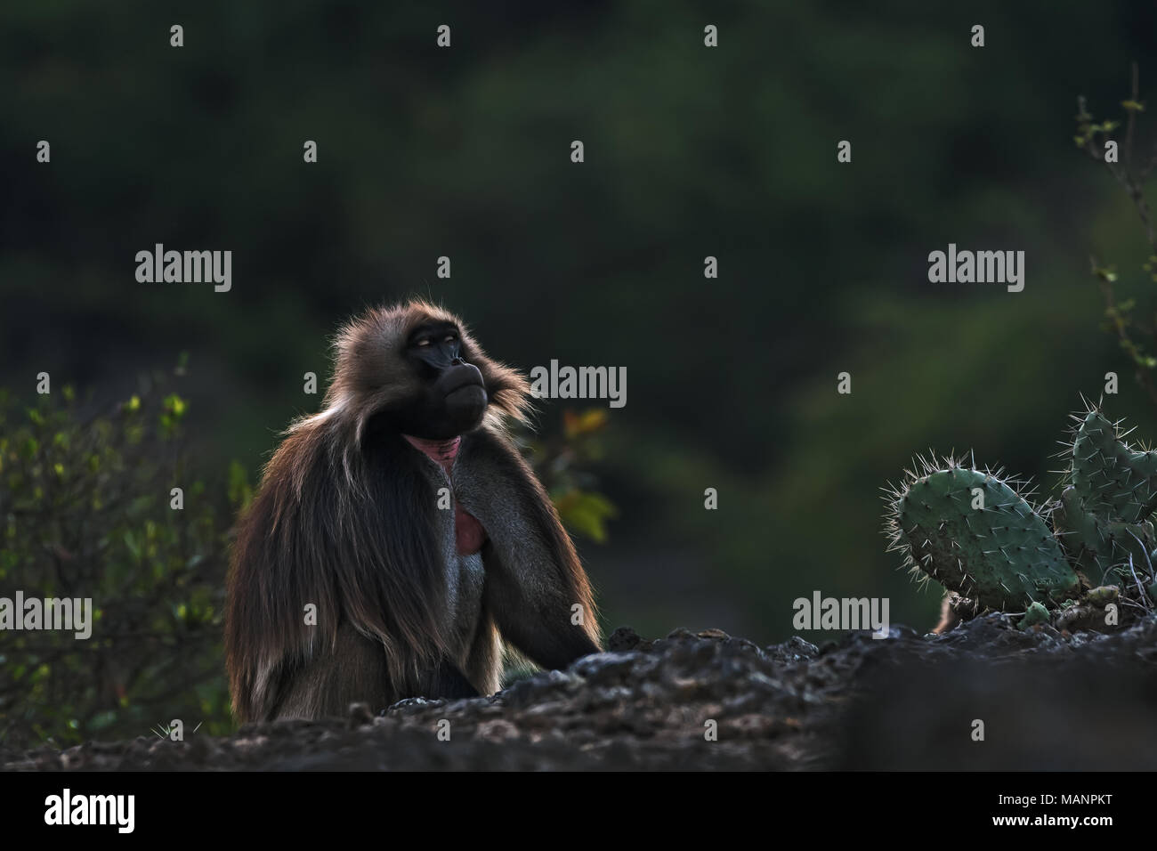 Gelada Baboon (Theropithecus Gelada), Debre Libanos, Ethiopia Stock ...
