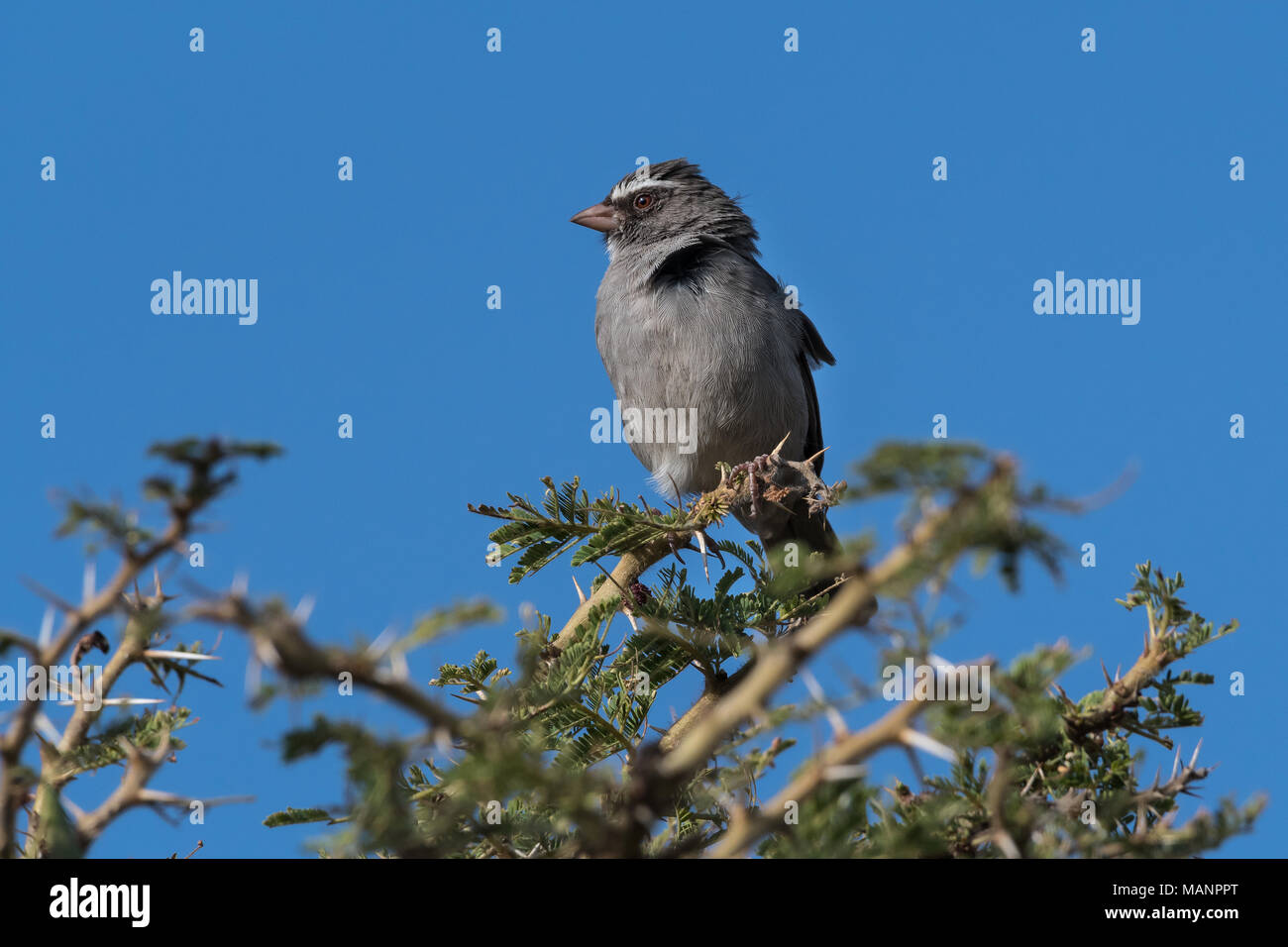 Brown-rumped Seedeater (Serinus tristriatus), Debre Libanos, Ethiopia ...