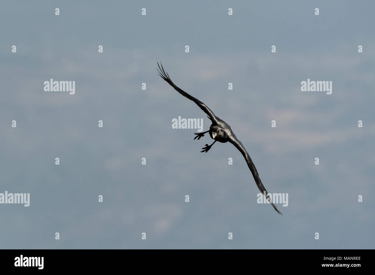 Fan-tailed Raven (Corvus rhipidurus), Debre Libanos, Ethiopia Stock ...