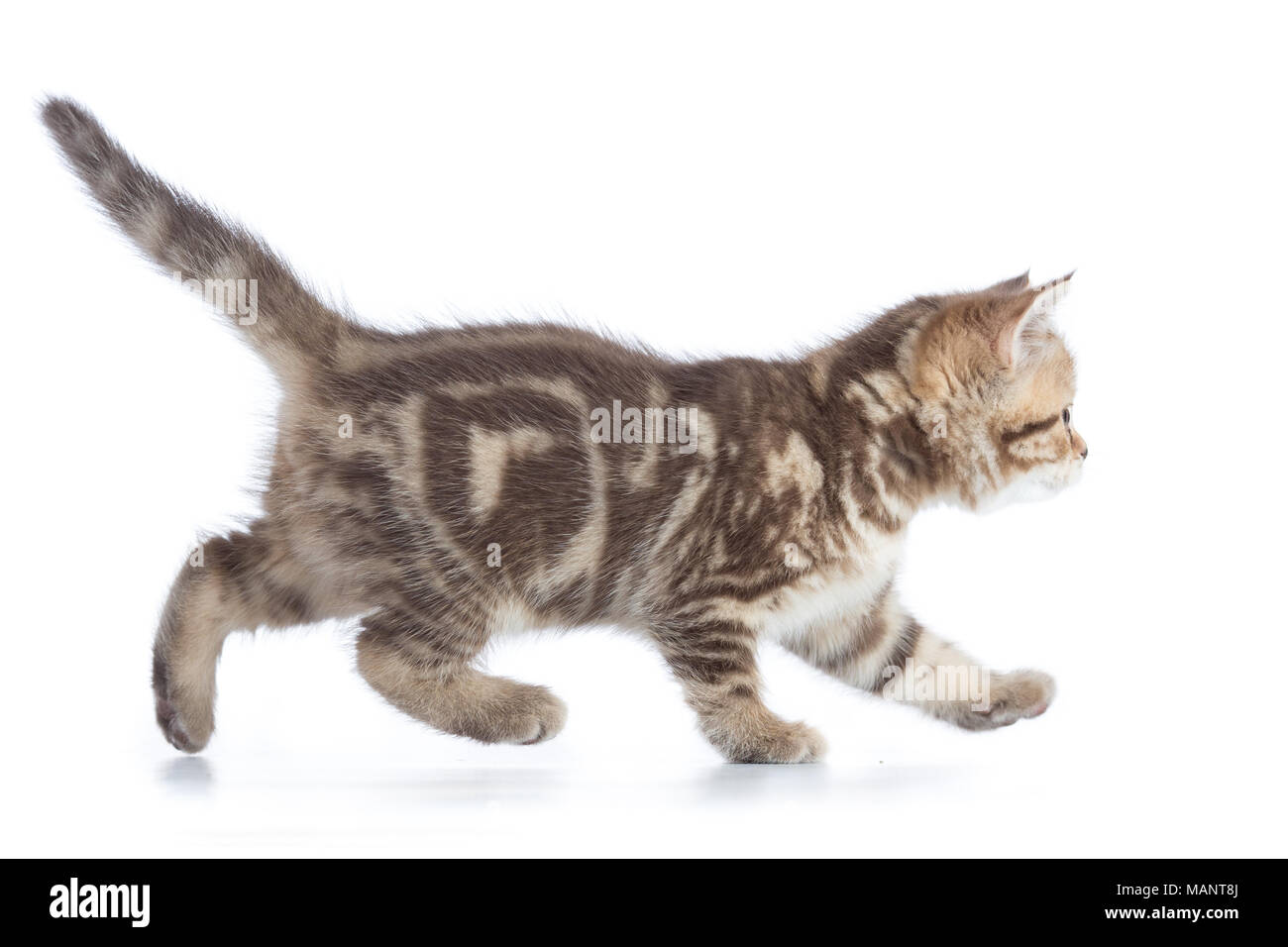 Walking cat kitten. Side view isolated on a white background Stock ...