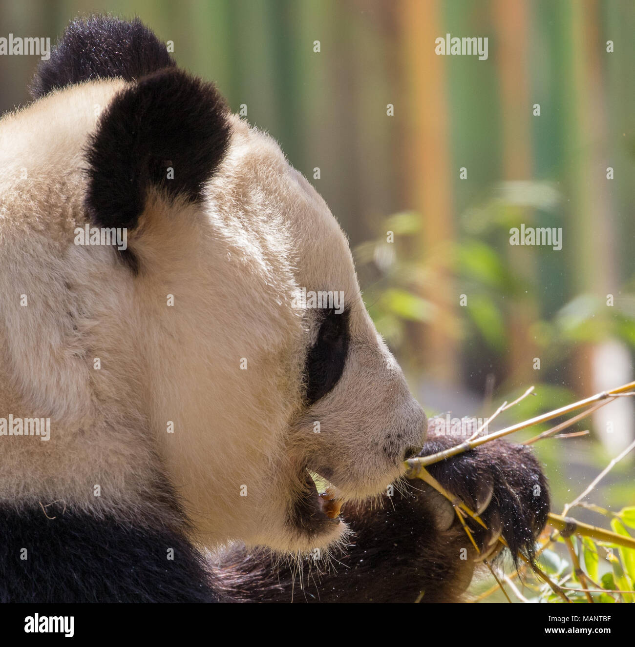 Panda bear playing and eating bamboo leaves Stock Photo - Alamy
