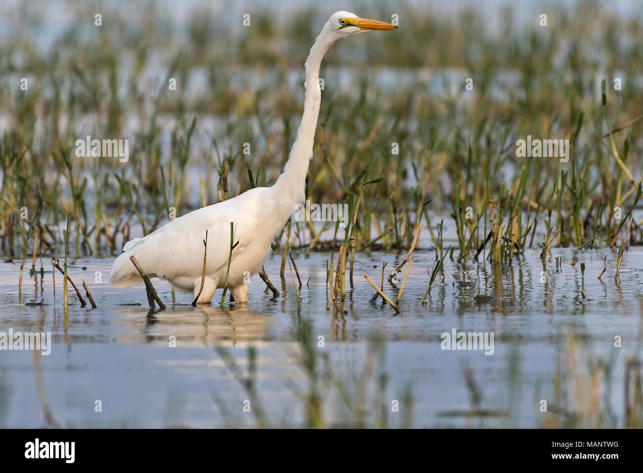 Great Egret (Egretta alba), lake Zway, Ethiopia Stock Photo - Alamy