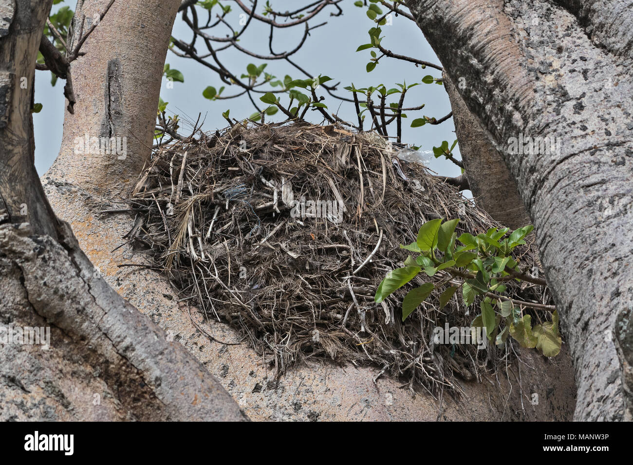 Hamerkop nest hi-res stock photography and images - Alamy