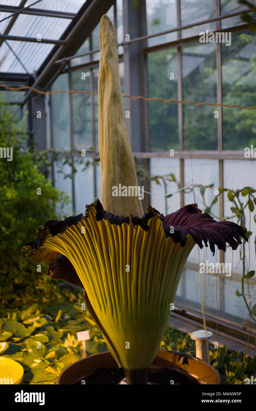 Titanicworm hi-res stock photography and images - Alamy