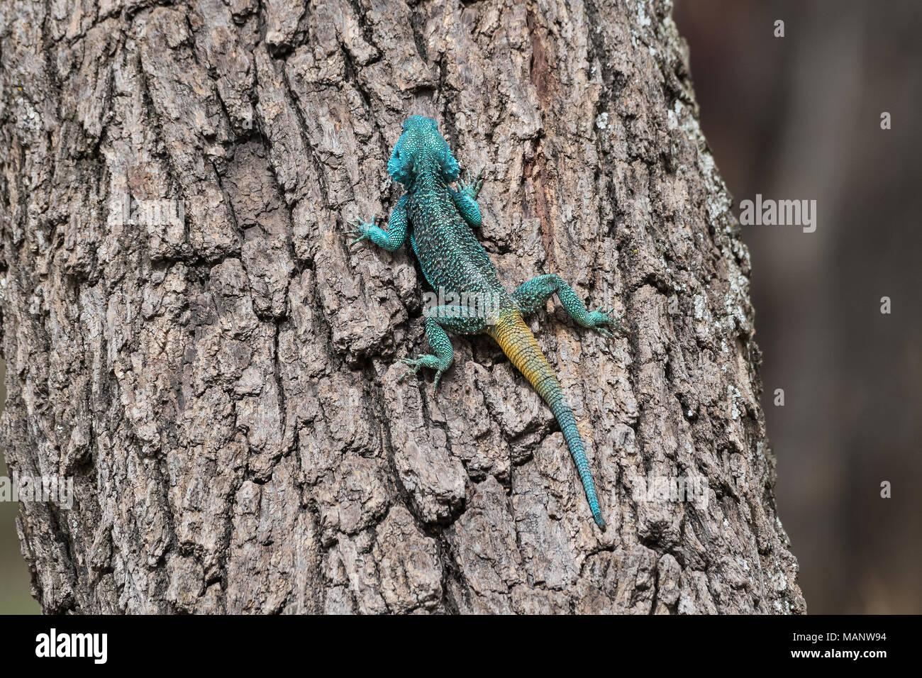 Ethiopian reptiles hi-res stock photography and images - Alamy