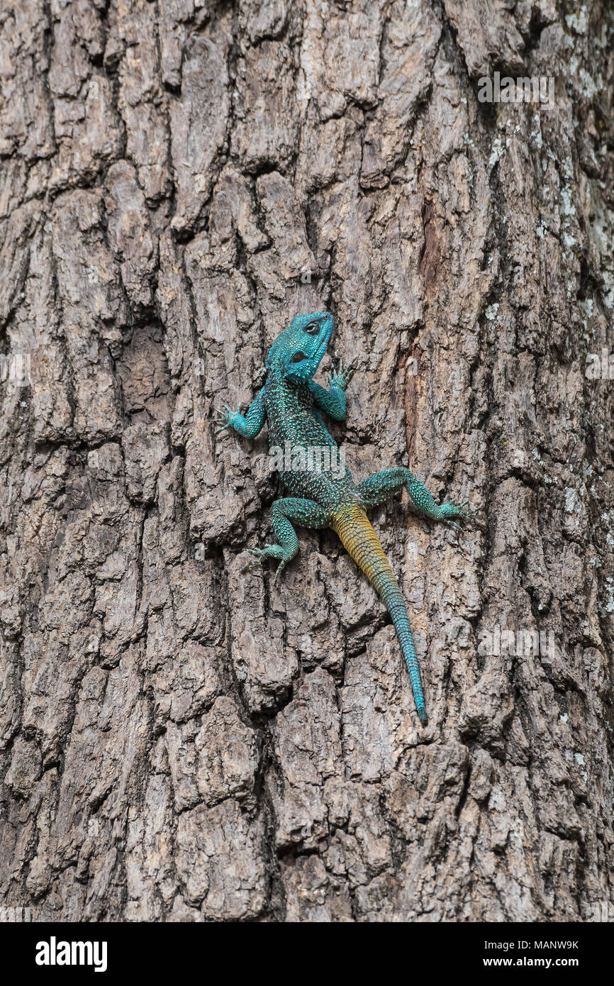 Ethiopian reptiles hi-res stock photography and images - Alamy