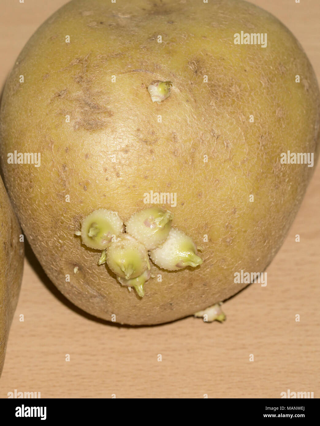 Sprouting potato hi-res stock photography and images - Alamy