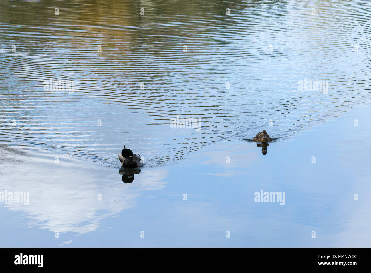 Swimming towards photographer hi-res stock photography and images - Alamy