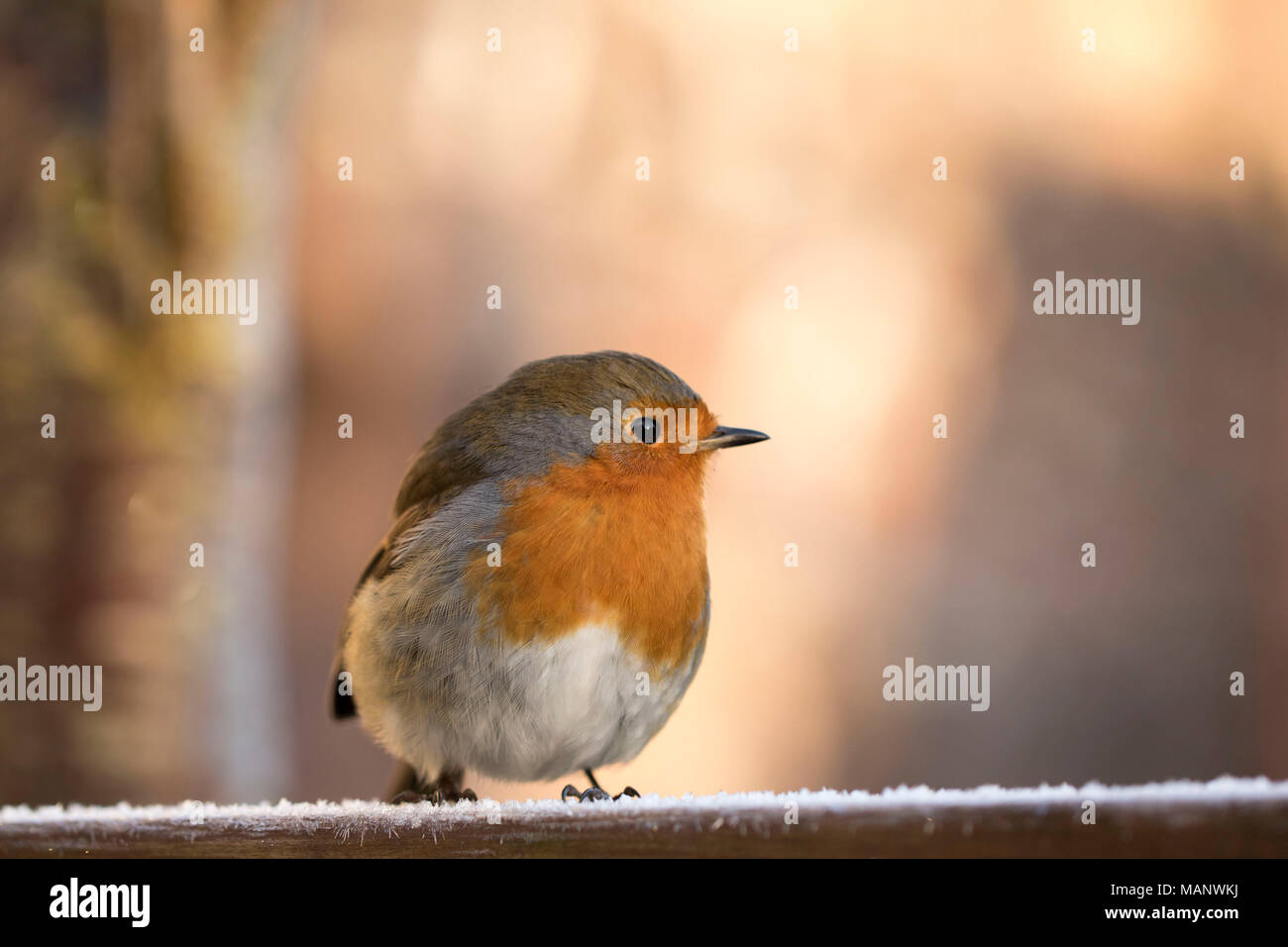 Scottish garden bird hi-res stock photography and images - Alamy