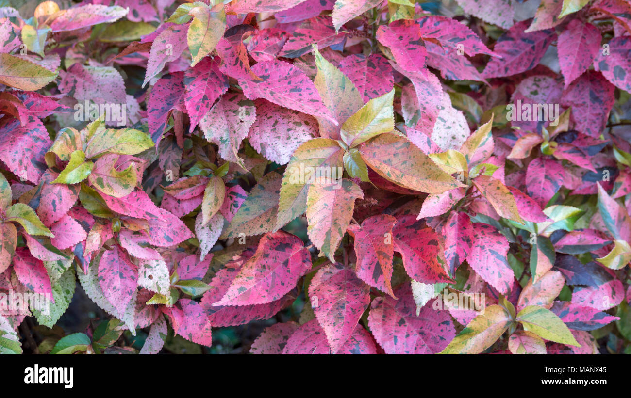 Colours of Spring. Colourful leaves and bright effervescent shrubs ...