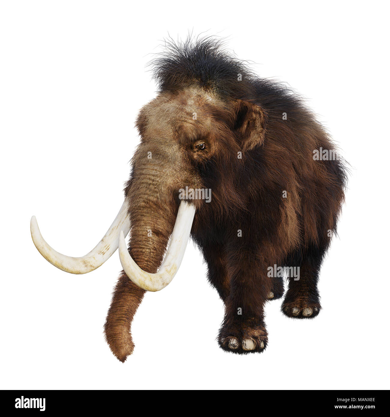 3D rendering of a woolly mammoth isolated on white background Stock ...