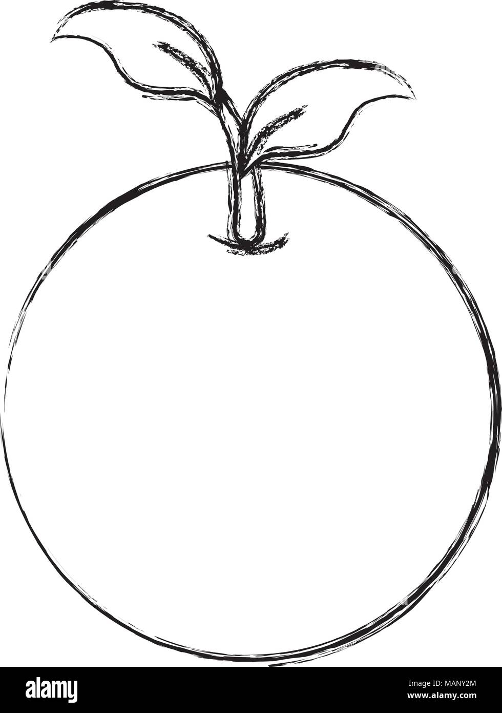 Juicy orange citrus plant Black and White Stock Photos & Images - Alamy