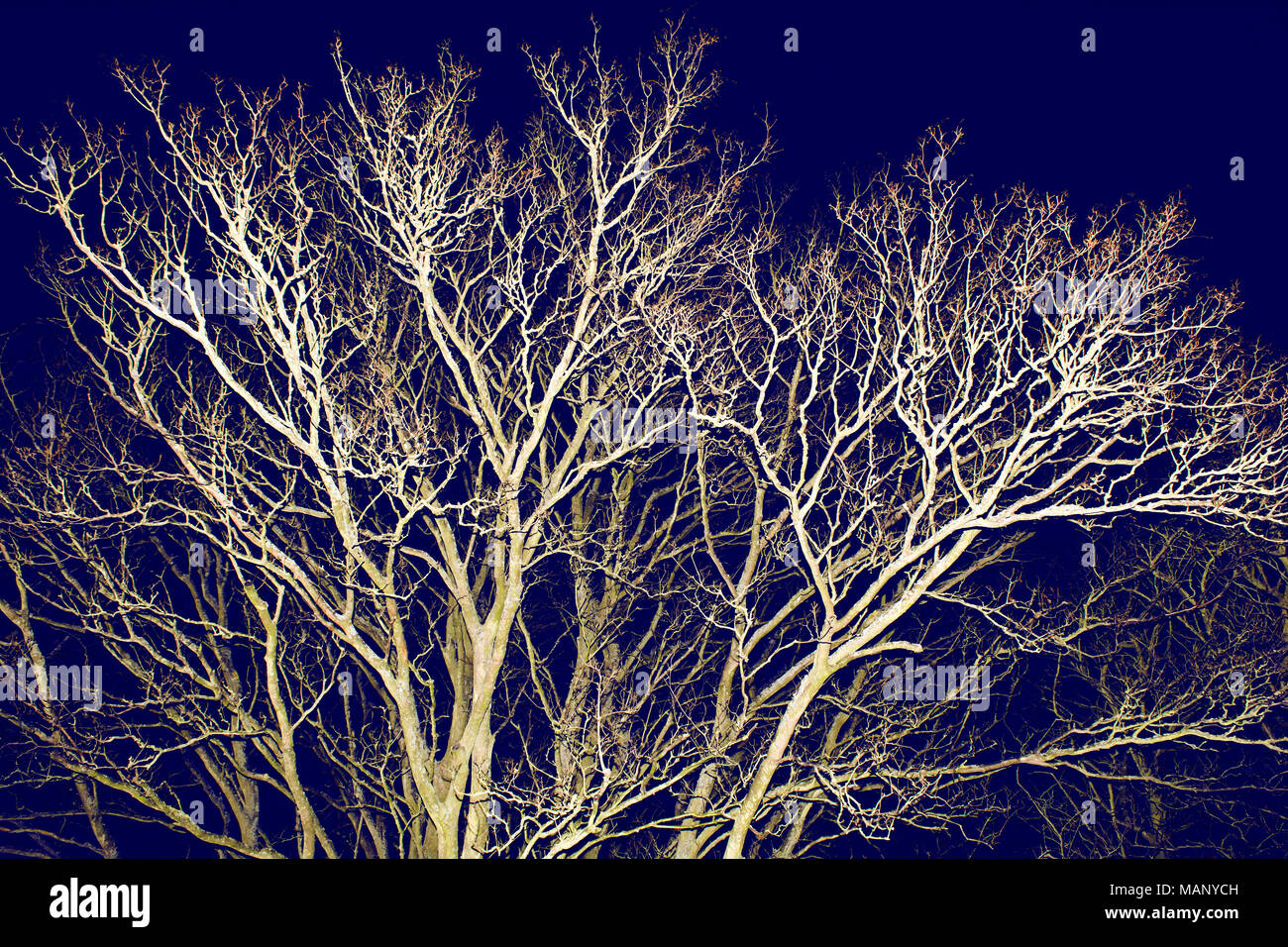 Bare tree at night Stock Photo - Alamy
