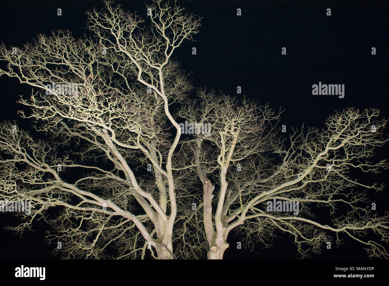 Bare tree at night Stock Photo - Alamy
