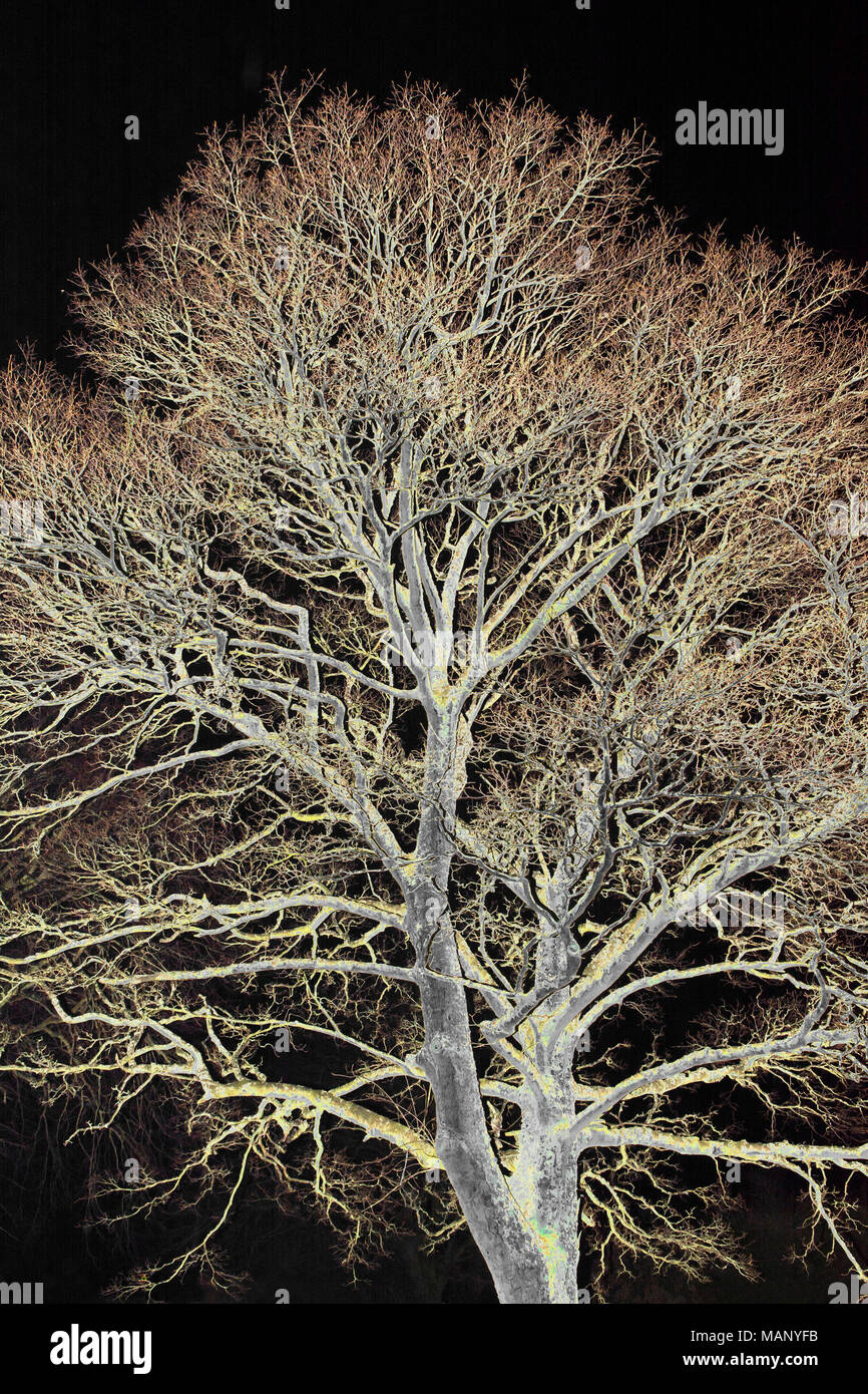 Bare tree at night Stock Photo - Alamy
