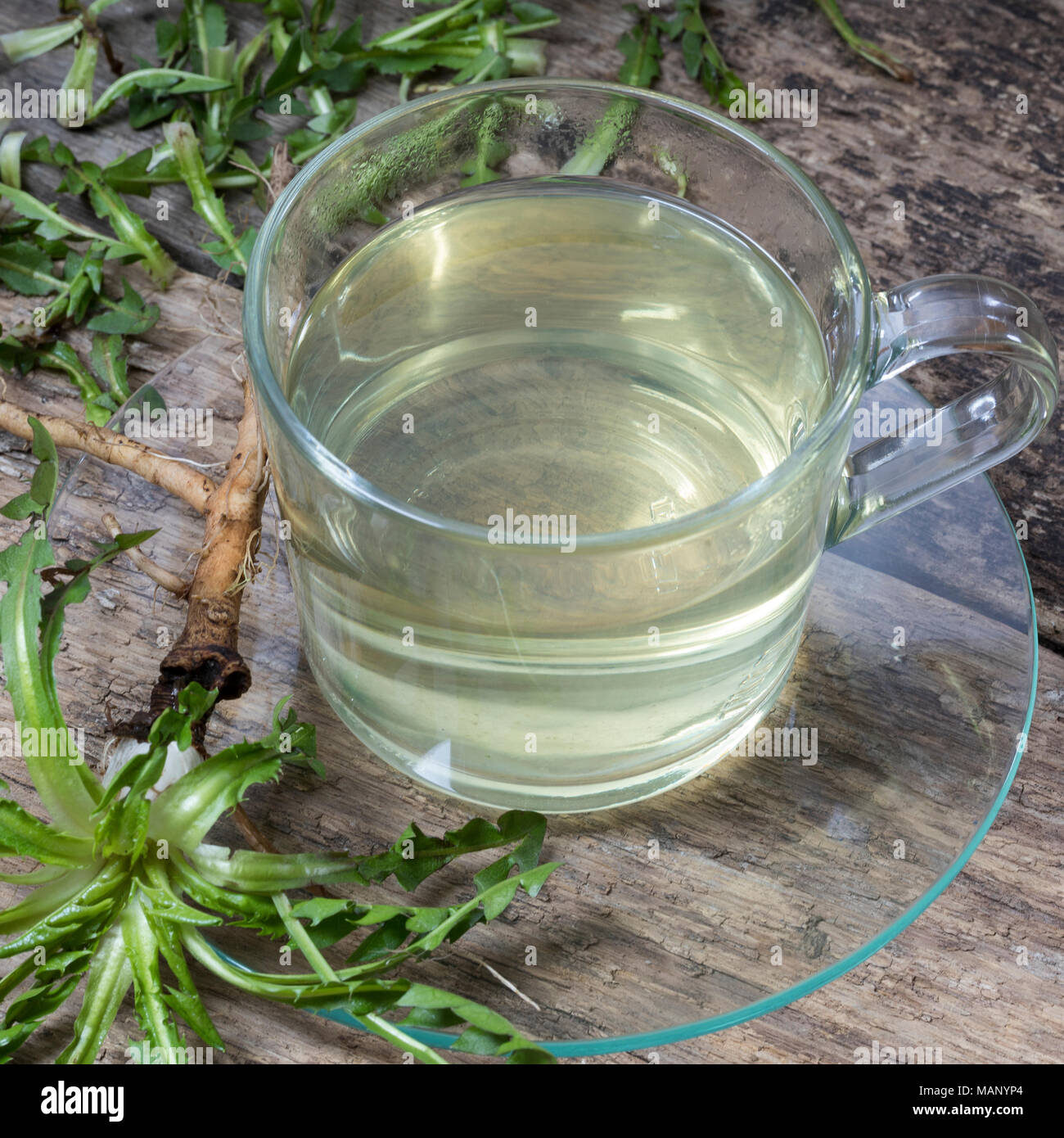 Löwenzahn wurzel hi-res stock photography and images - Alamy