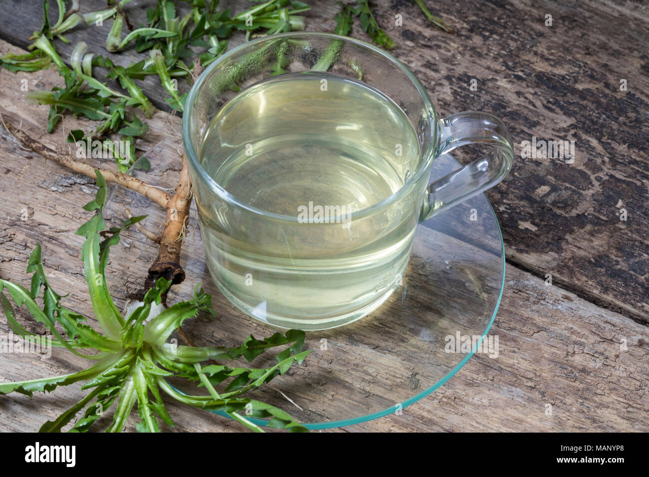 Löwenzahn wurzel hi-res stock photography and images - Alamy