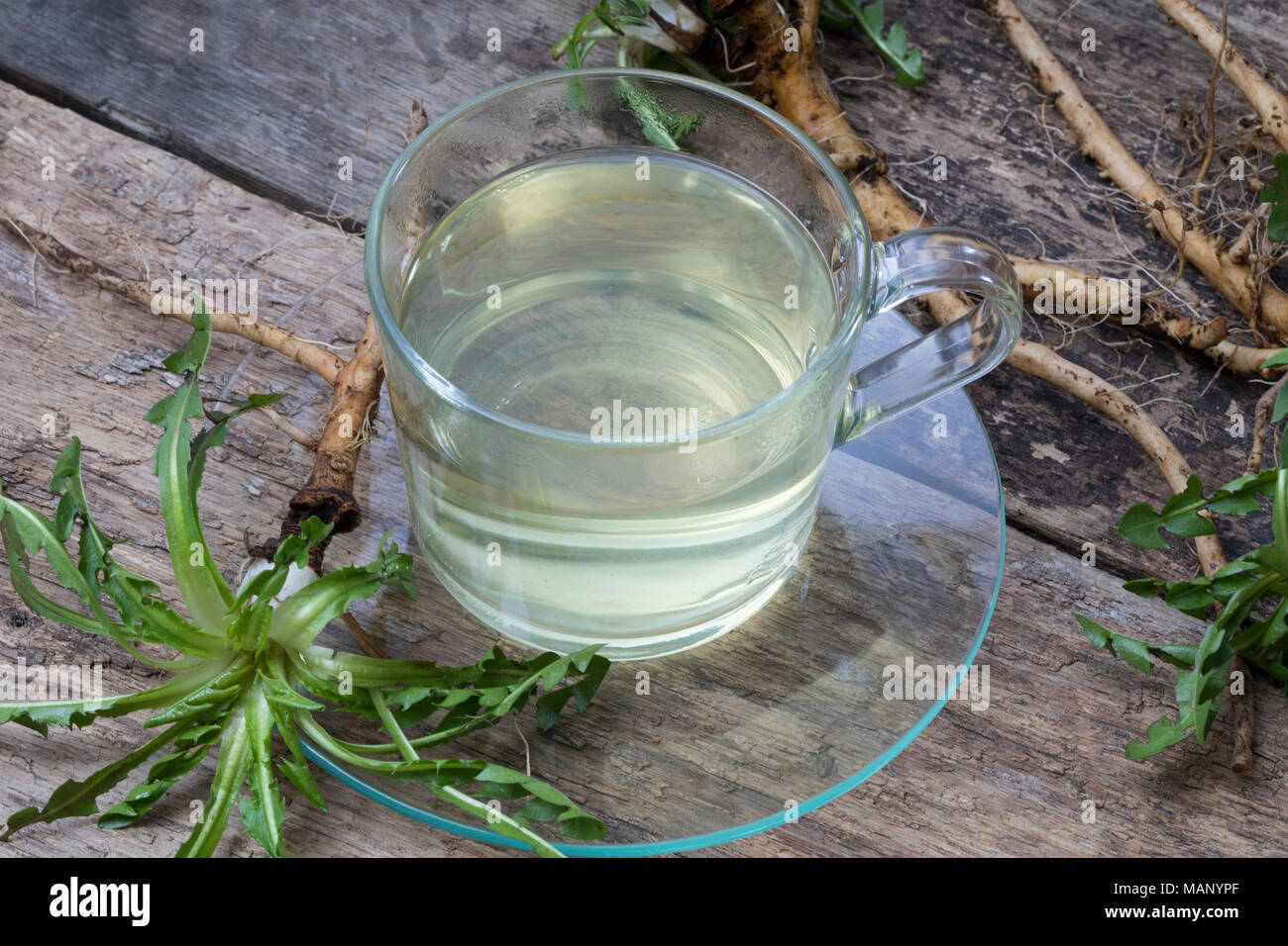 Löwenzahn Wurzel High Resolution Stock Photography and Images - Alamy