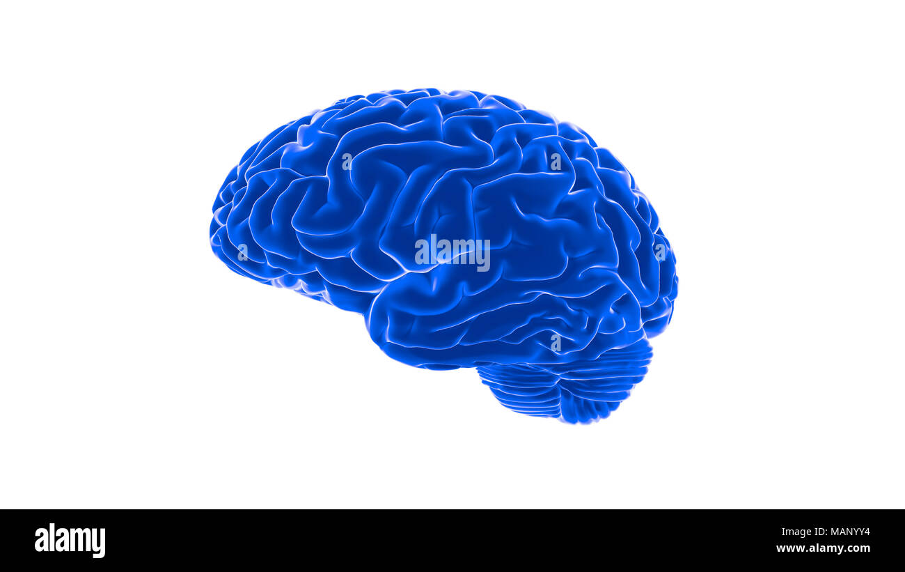 Rotating Brain Animation