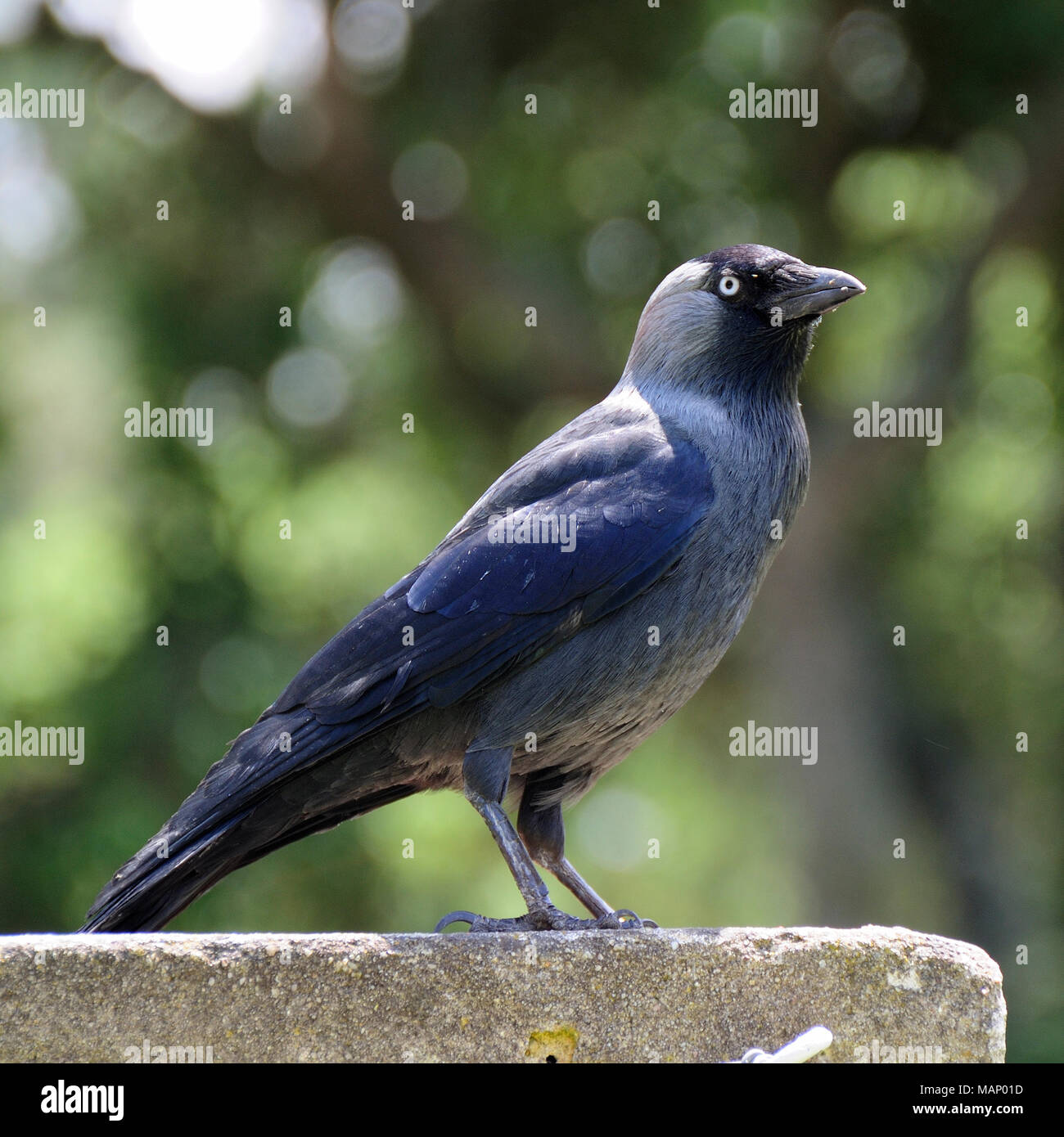 Hooded crow (Corvus cornix). Setúbal, Portugal Stock Photo - Alamy