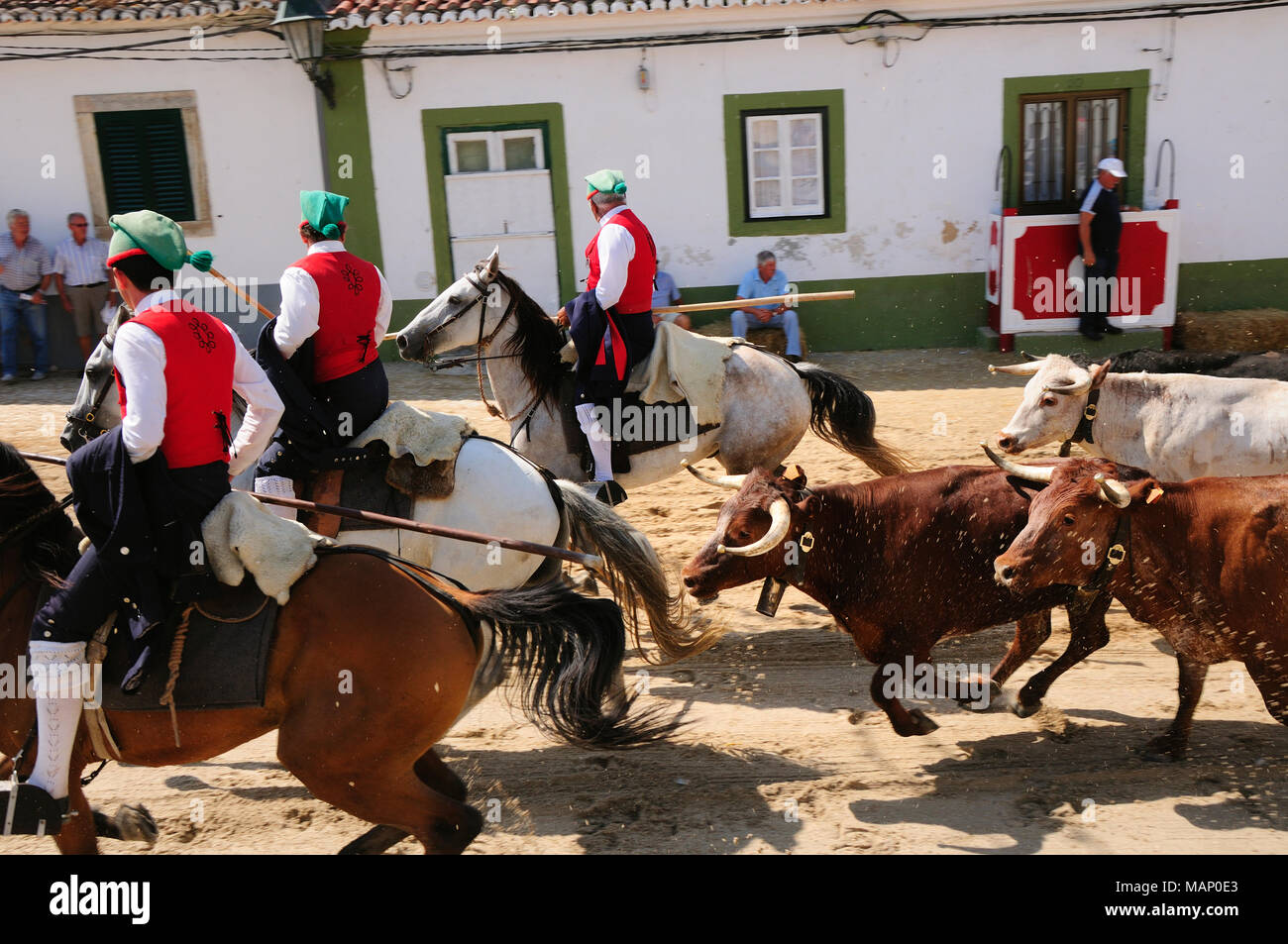 Traditional running of wild bulls by the "campinos", during the Barrete ...