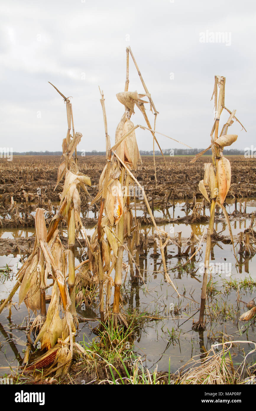 Maize crop damage hi-res stock photography and images - Alamy