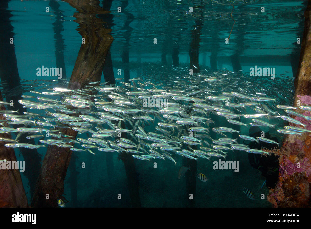 Life under jetty. Picture was taken in the Ceram sea, Raja Ampat, West ...