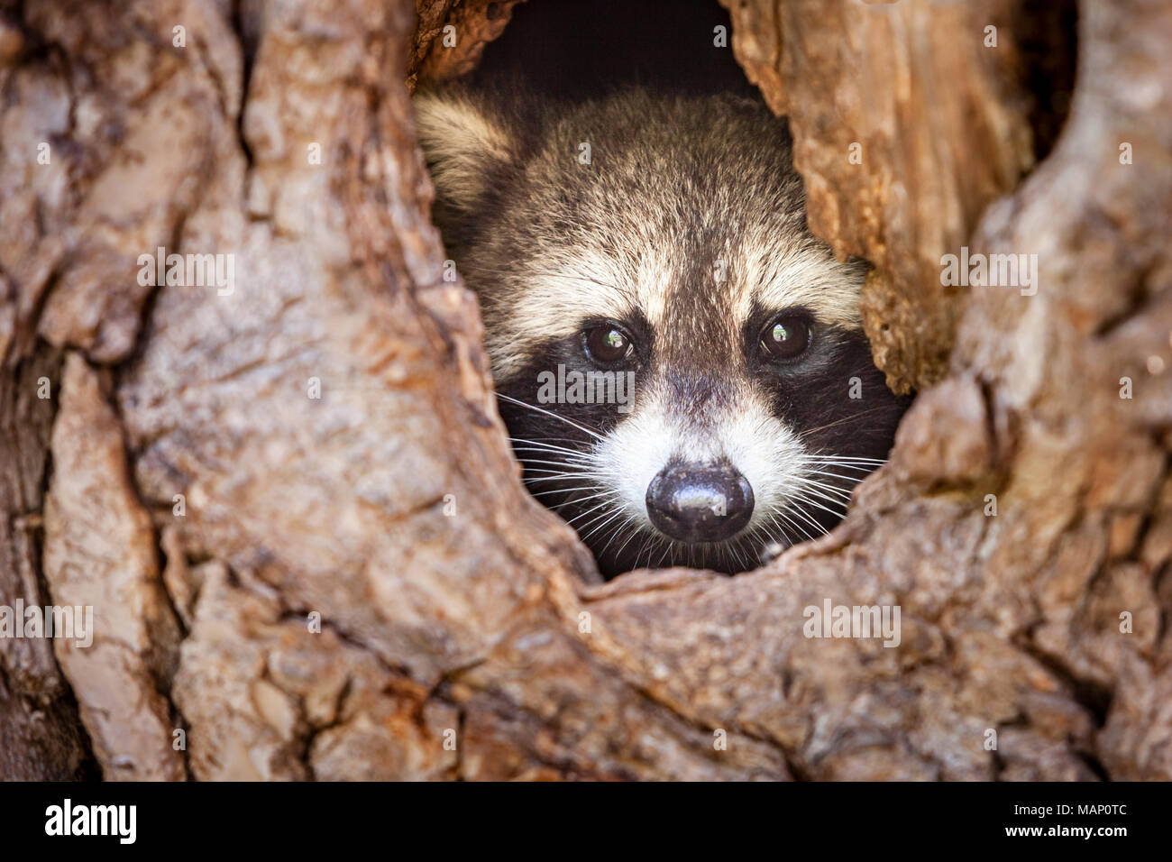 The raccoon, sometimes spelled racoon, also known as the common raccoon ...